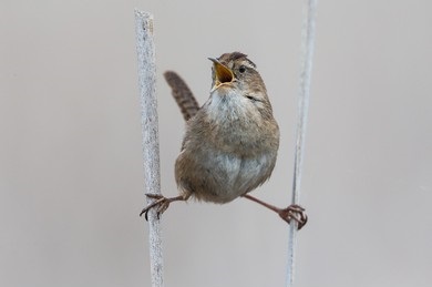 15 Bird Memes That Will Crack You Up - AsViral