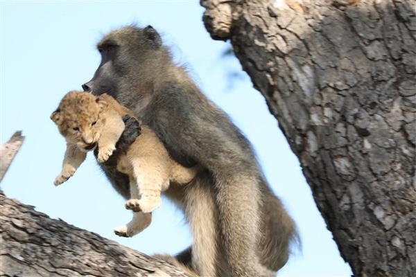 Baboon Steals a Cub, Recreates the Lion King - AsViral