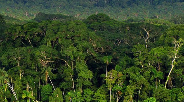 5 Facts About The Amazon - AsViral