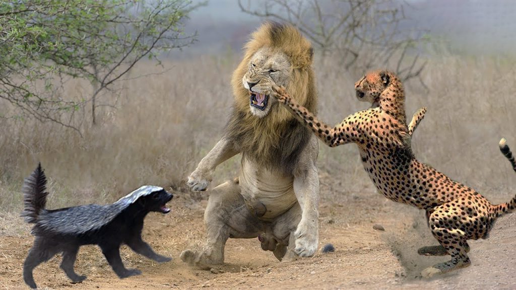 5 Bravest Animals in the World - AsViral