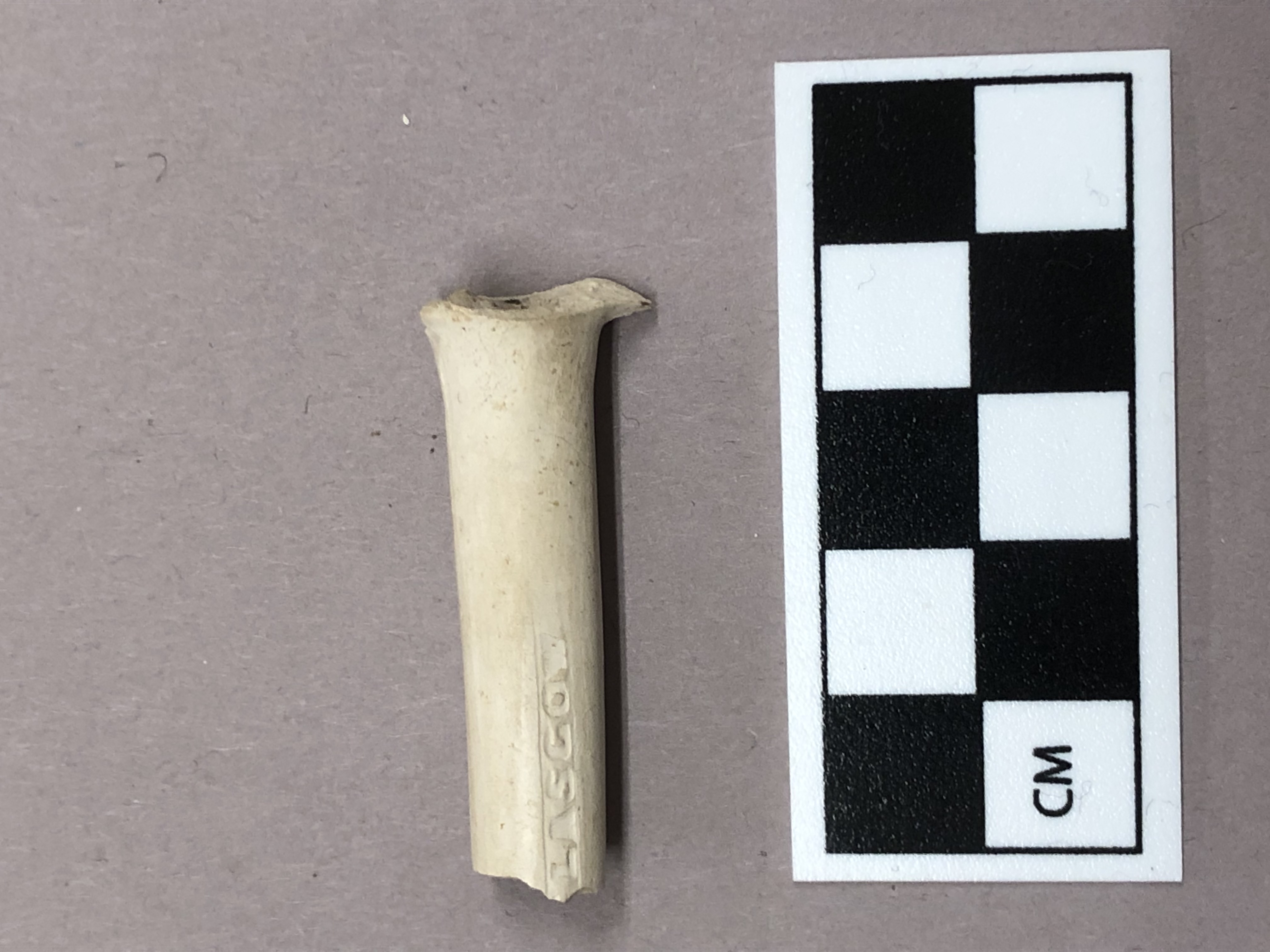 White Clay Pipe stem · ANTH 1130