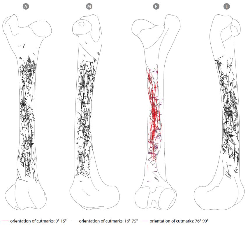 Domesticated Animal Bone Fragment · ANTH 1130