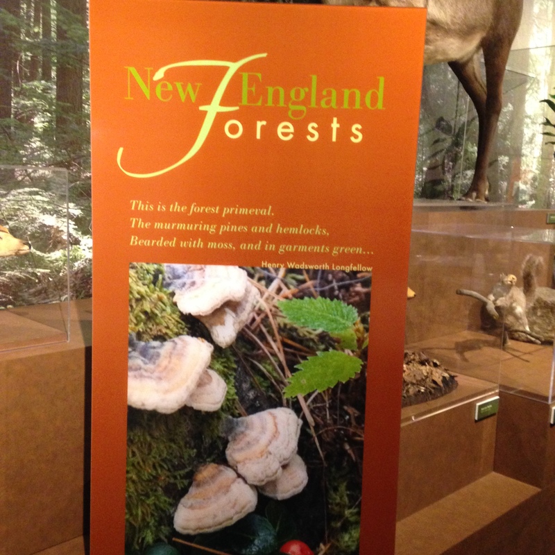 Harvard Natural History Museum: New England Forests Exhibit Analysis ...
