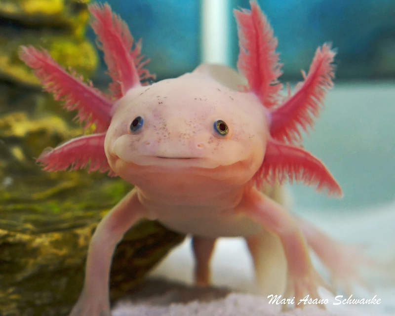 Axolotl, Xolotl, and Religion · Close/Distant Readings · HUM 11c Omeka