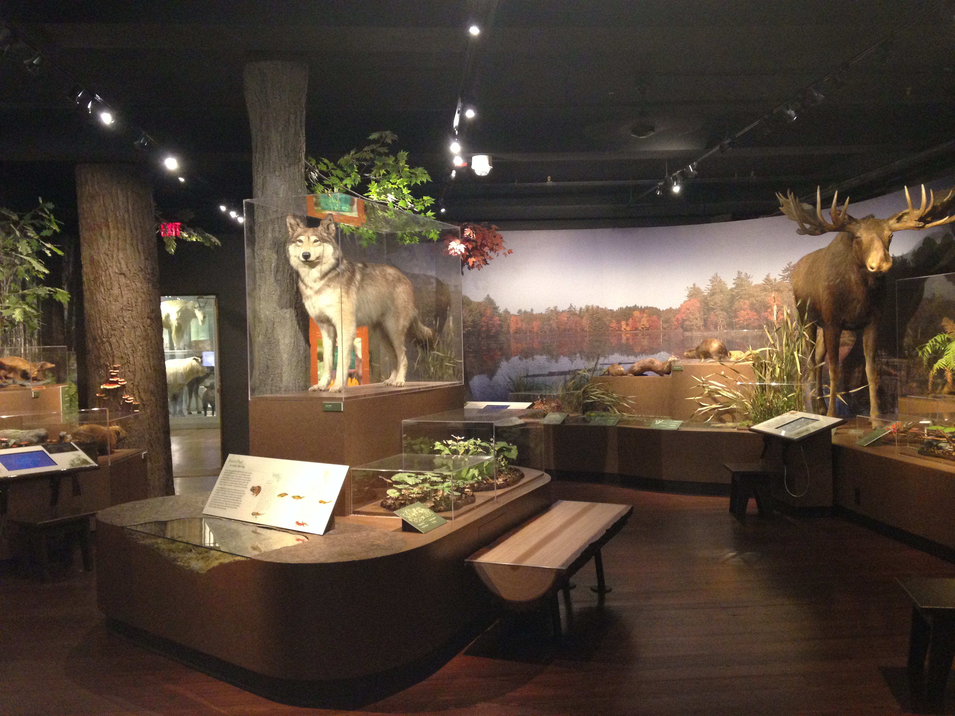 Harvard Natural History Museum: New England Forests exhibit · HUM 11c Omeka