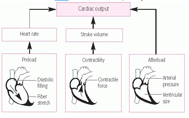 Explain: Preload vs Afterload - Page 3 - Cardiac Nursing - allnurses