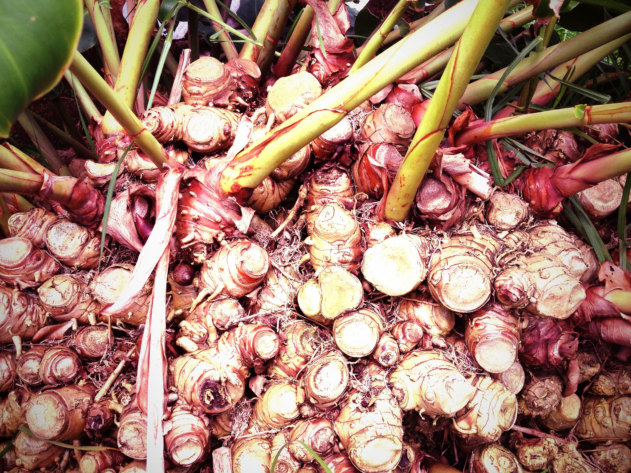 Adventures in Pickled Ginger