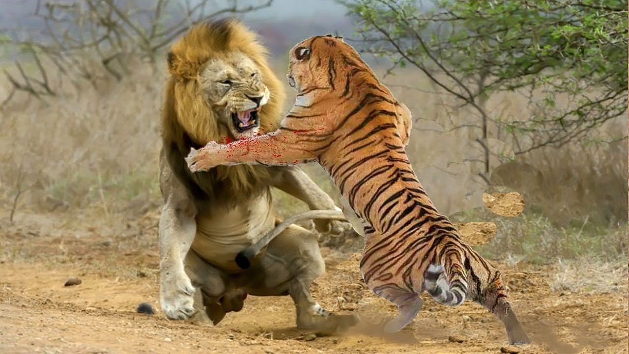 Lion VS Tiger Tiger VS Lion Aspin AVA360 Entertainment Community
