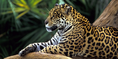 Avaaz Oil Showdown In The Amazon