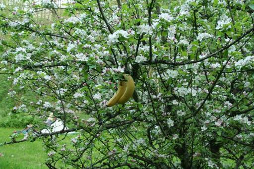 Bananenboom? | Foto | ~¤°˚De Wijde Wereld˚°¤~
