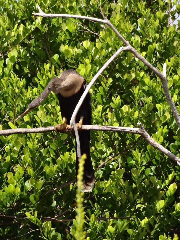 Rare vogel | Foto | Marian en marielle’s reisblog