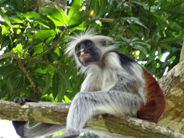 Rode colobus aap | Foto | Marian en marielle’s reisblog