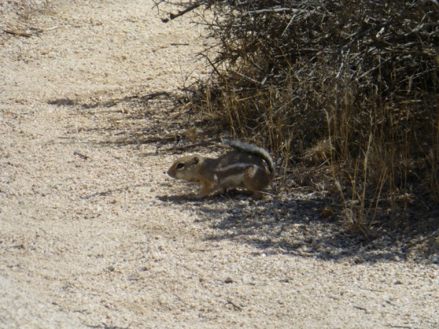 the squarl | Foto | AMCJ in the USA 2013 reisblog