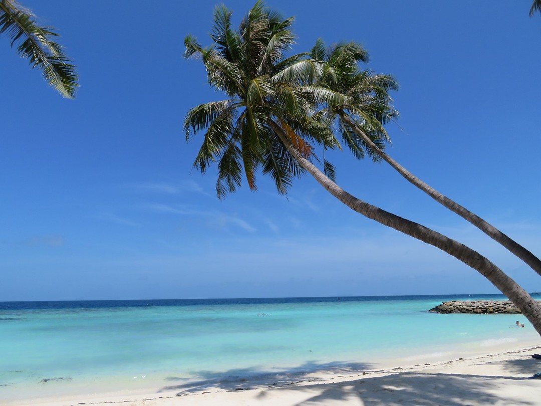 palmbomen aan het strand | Foto | Anne's reisblog