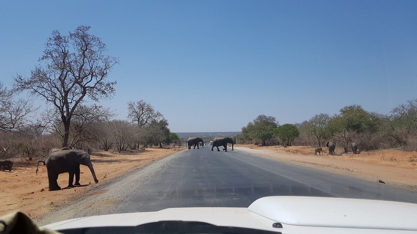 Overstekend groot wild ! | Foto | Anneke Kroes’s reisblog