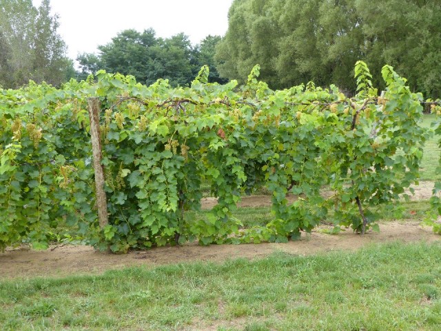 De wijnranken van 12 Corners Vineyards in Benton Harbor | Foto ...