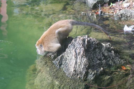Macaca fascicularis (krabbenetende makaak) | Foto | Anne & John in Zuid ...
