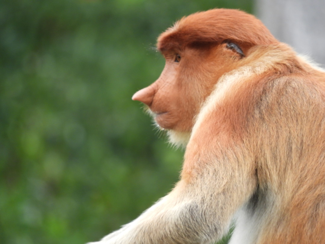 De neusaap | Foto | Annie Lambrechts’s reisblog