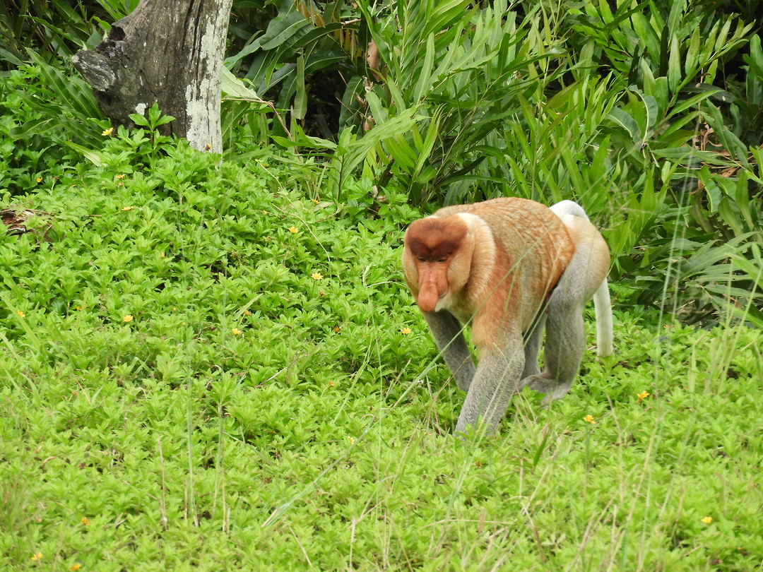 Neusaap | Foto | Annie Lambrechts’s reisblog