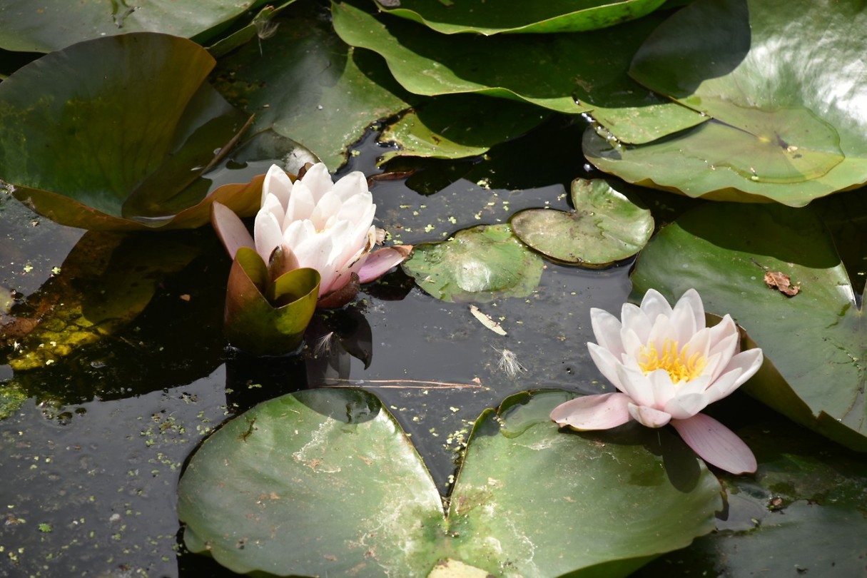 Ohakune | Reisverhaal | Cees Timmer en Arco Eelman’s reisblog