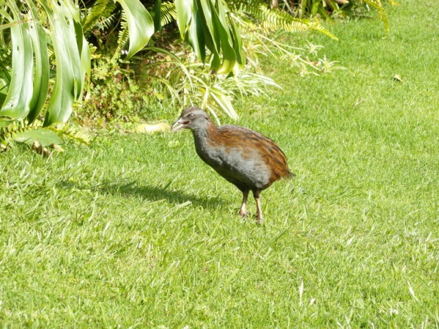 Brutale loopvogel | Foto | Arnold, Agnes, Ivo, Vera en Ole’s reisblog