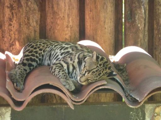 Ocelot | Foto | Aventura Loca