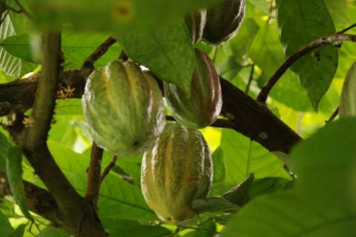 De cacaoboom met vruchten | Foto | Aventura Loca
