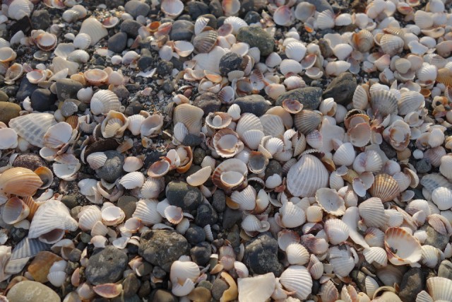 Mooie schelpen op het strand aan de Kaspische zee. | Foto | Axel Lynen ...