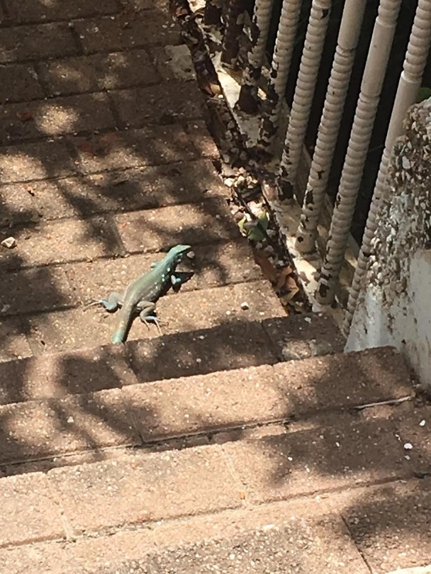 Hagedis | Foto | Bart Slump’s reisblog