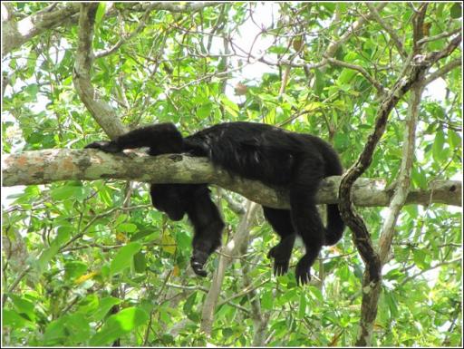 Brulapen (wat een herrie!) | Foto | Malediven / Sri Lanka 2013