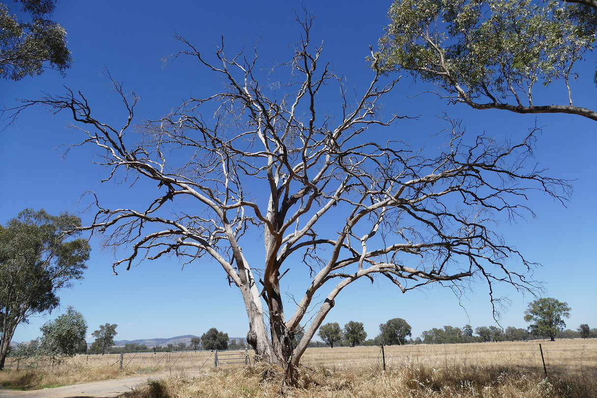 een dode boom kan mooi zijn | Foto | Ben en corrie’s reisblog