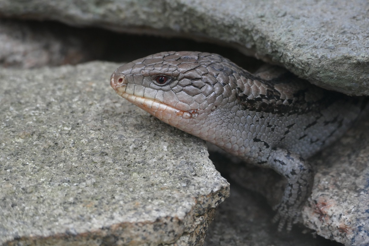 Echte slang in Melbourne museum | Foto | Ben en corrie’s reisblog