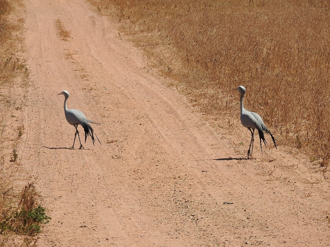 Stanleys Kraanvogels | Foto | Reisblog Ben en Miranda
