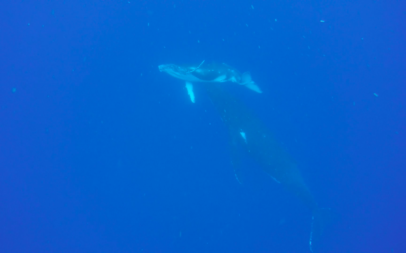 Shark..Shark..! | Reisverhaal | benne-met-leki-op-tonga