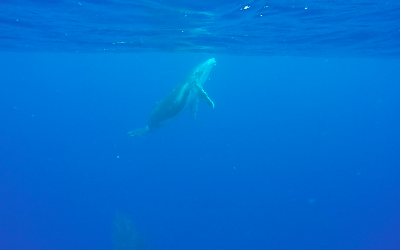 Shark..Shark..! | Reisverhaal | benne-met-leki-op-tonga