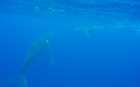 Shark..Shark..! | Reisverhaal | benne-met-leki-op-tonga