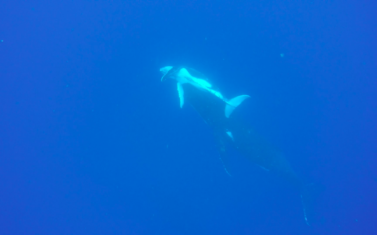 Shark..Shark..! | Reisverhaal | benne-met-leki-op-tonga
