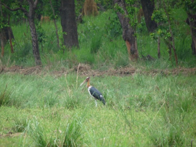 rare vogel | Foto | BennieandMilou’s reisblog
