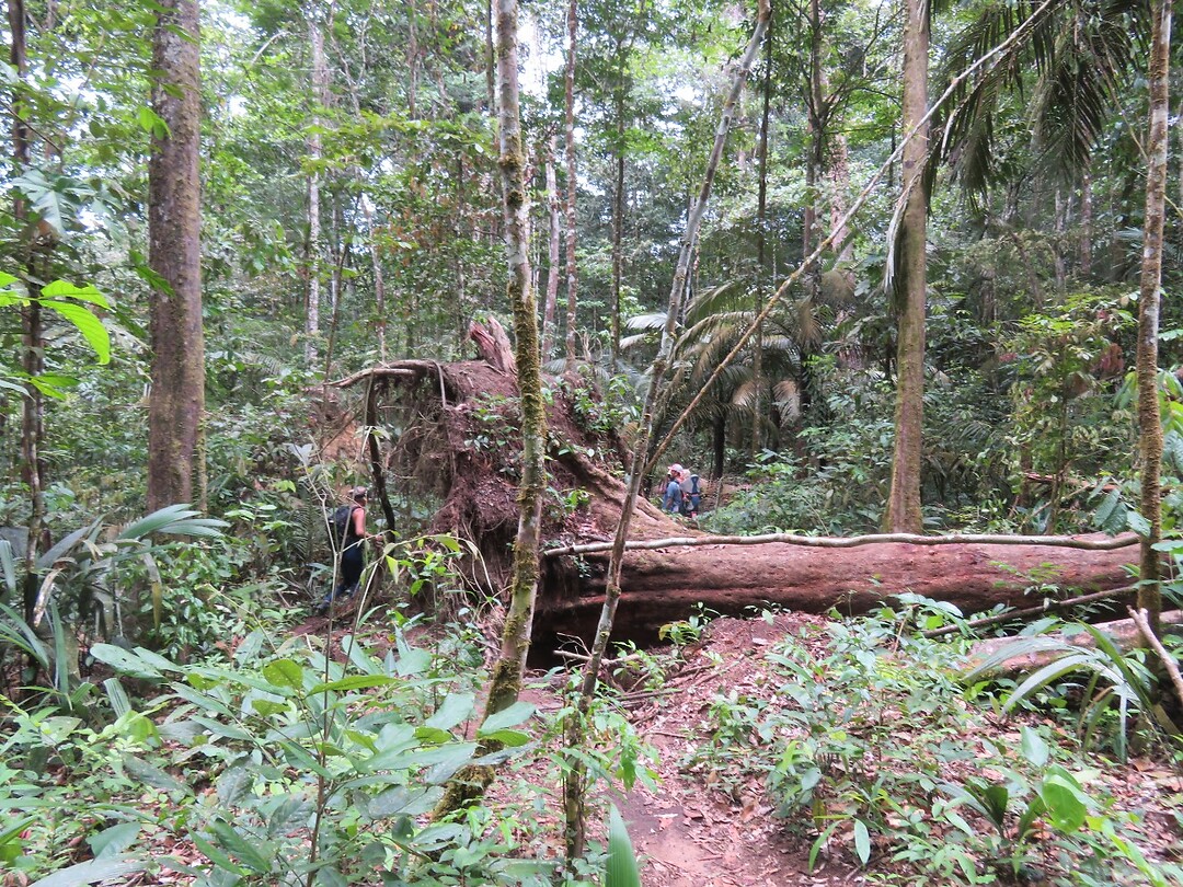 Hoe klein kan je zijn in het oerwoud? | Foto | Bernard & Hilde’s reisblog