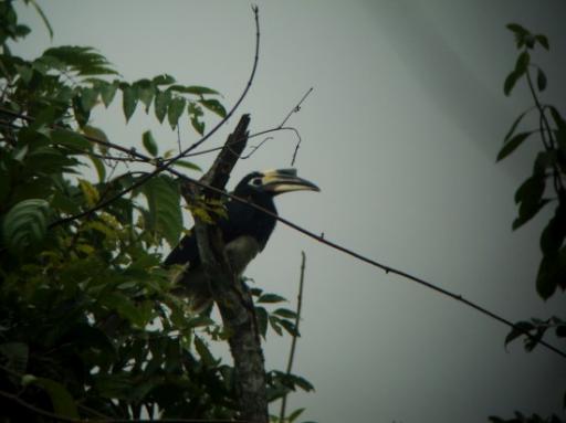 Neushoorn vogel @ Jungle Khao Yai | Foto | Bernice goes Asia