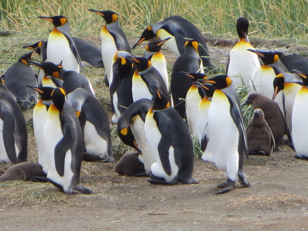 Beestenboel of boel beesten? | Reisverhaal | Berry, Ineke en de Marlijn