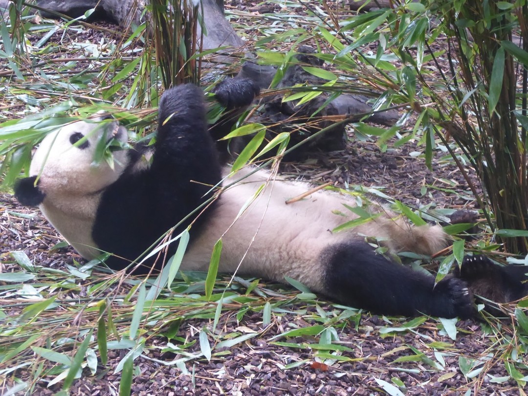 Pandacenter | Foto | Astrid & René's reisblog