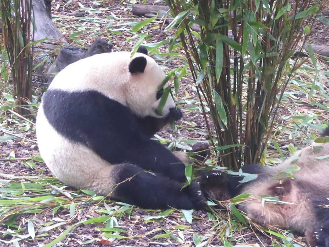Pandacenter | Foto | Astrid & René's reisblog