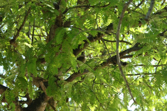 Tamarinde boom vol in vrucht. | Foto | Cruden's reisblog