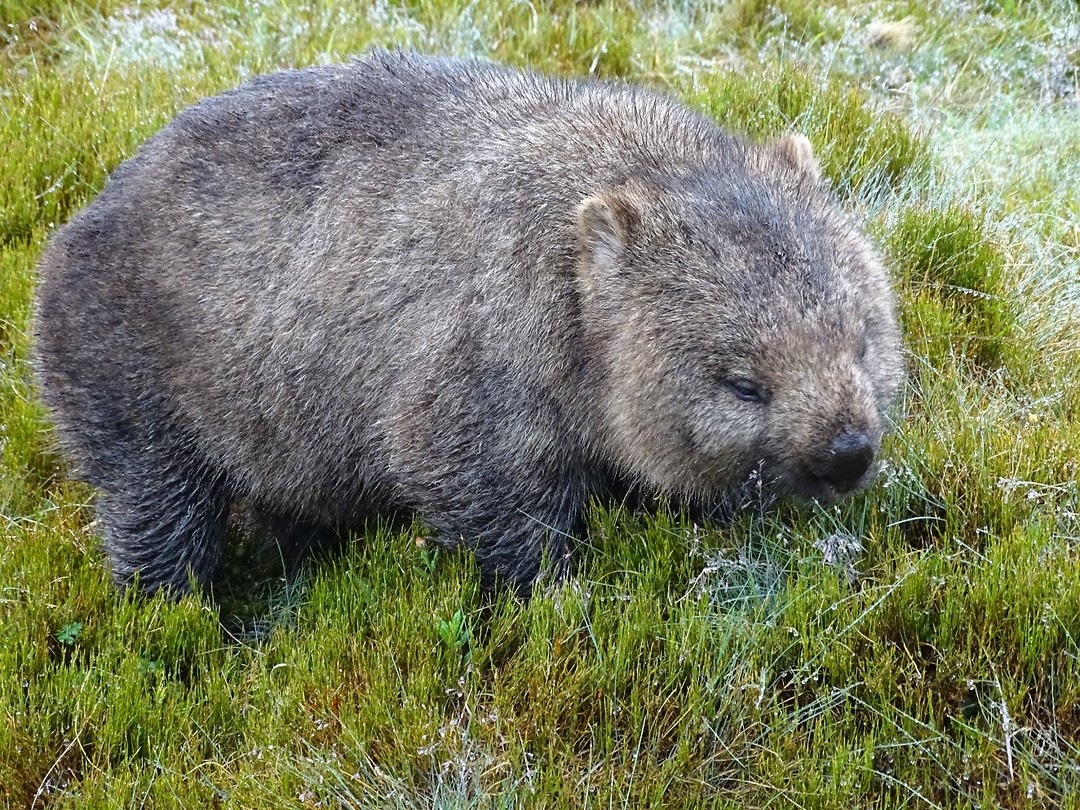 Wombat | Foto | Carmen, Dion, Sterre en Luna’s reisblog