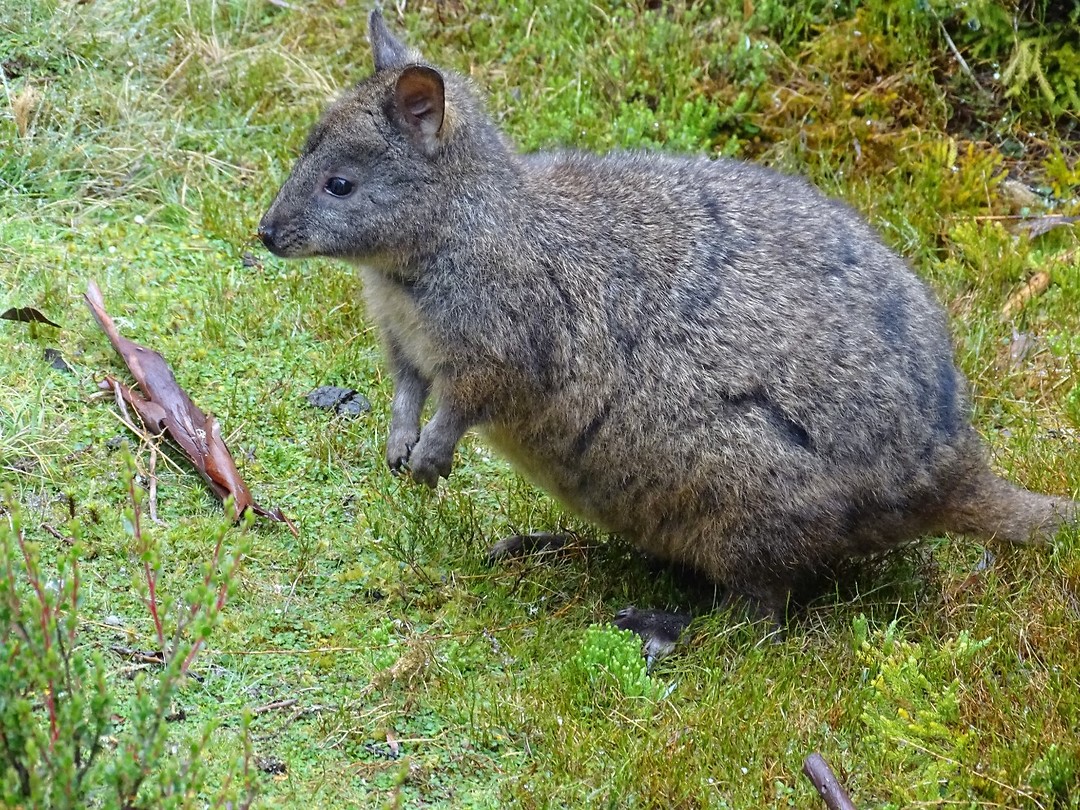 Pademelon | Foto | Carmen, Dion, Sterre en Luna’s reisblog