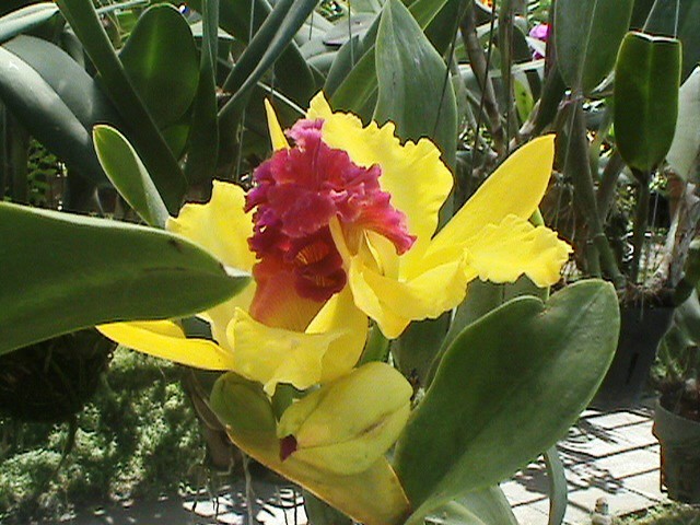 orchidee geel-rood | Foto | Chris Dezitter’s reisblog