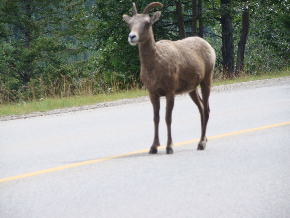 Berggeit (1) | Foto | Chris Dezitter’s reisblog