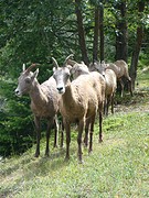 Berggeit (9) | Foto | Chris Dezitter’s reisblog