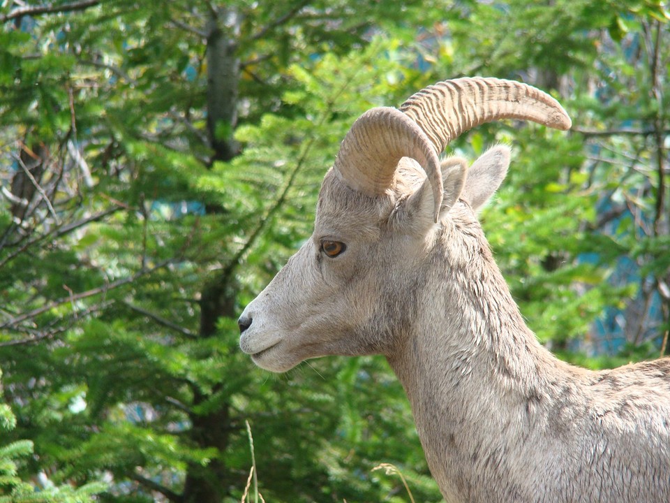 Berggeit (9) | Foto | Chris Dezitter’s reisblog